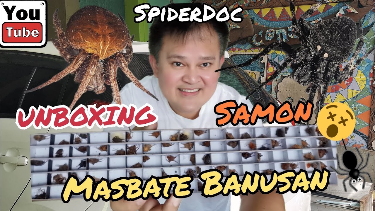 UNBOXING: MASBATE Banusan at SAMON. TEST FIGHT ng mga Gagambang Masbate ...