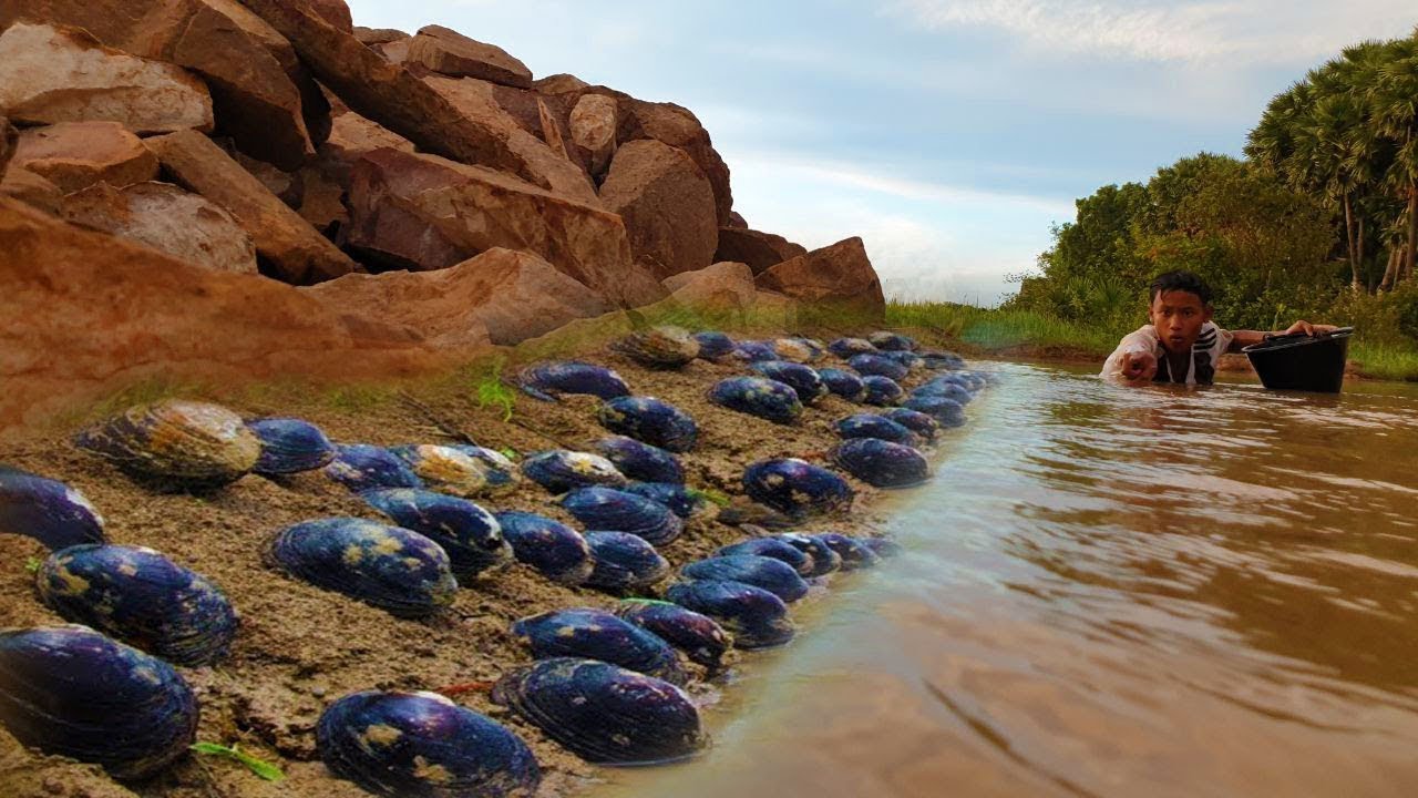 Wow amazing today a fisherman pick clams in water flow from field into ...