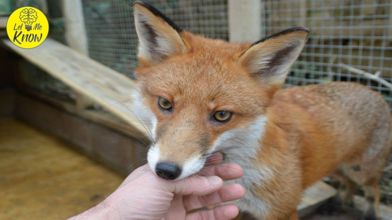 Tiny Red Fox Is Too Tame For The Wild, So She Moves In With Her ...