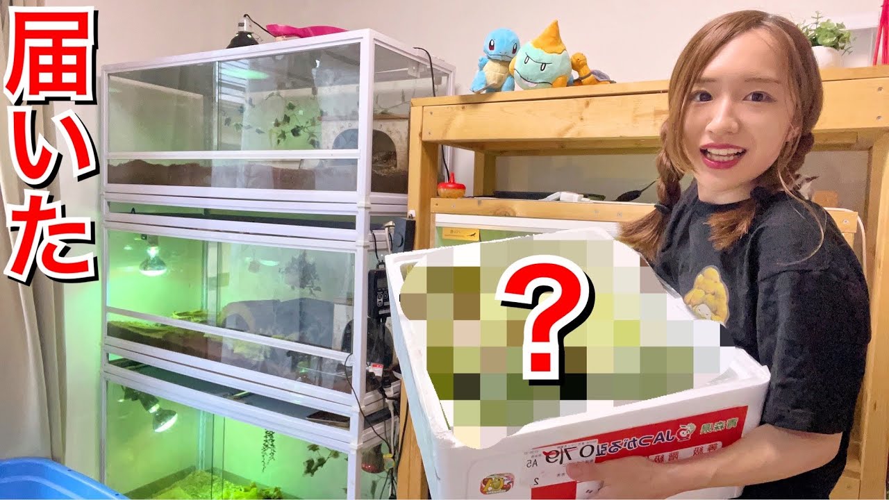 我が家のリクガメ10頭に初めて〇〇〇を与えてみると…！？ - YouTube