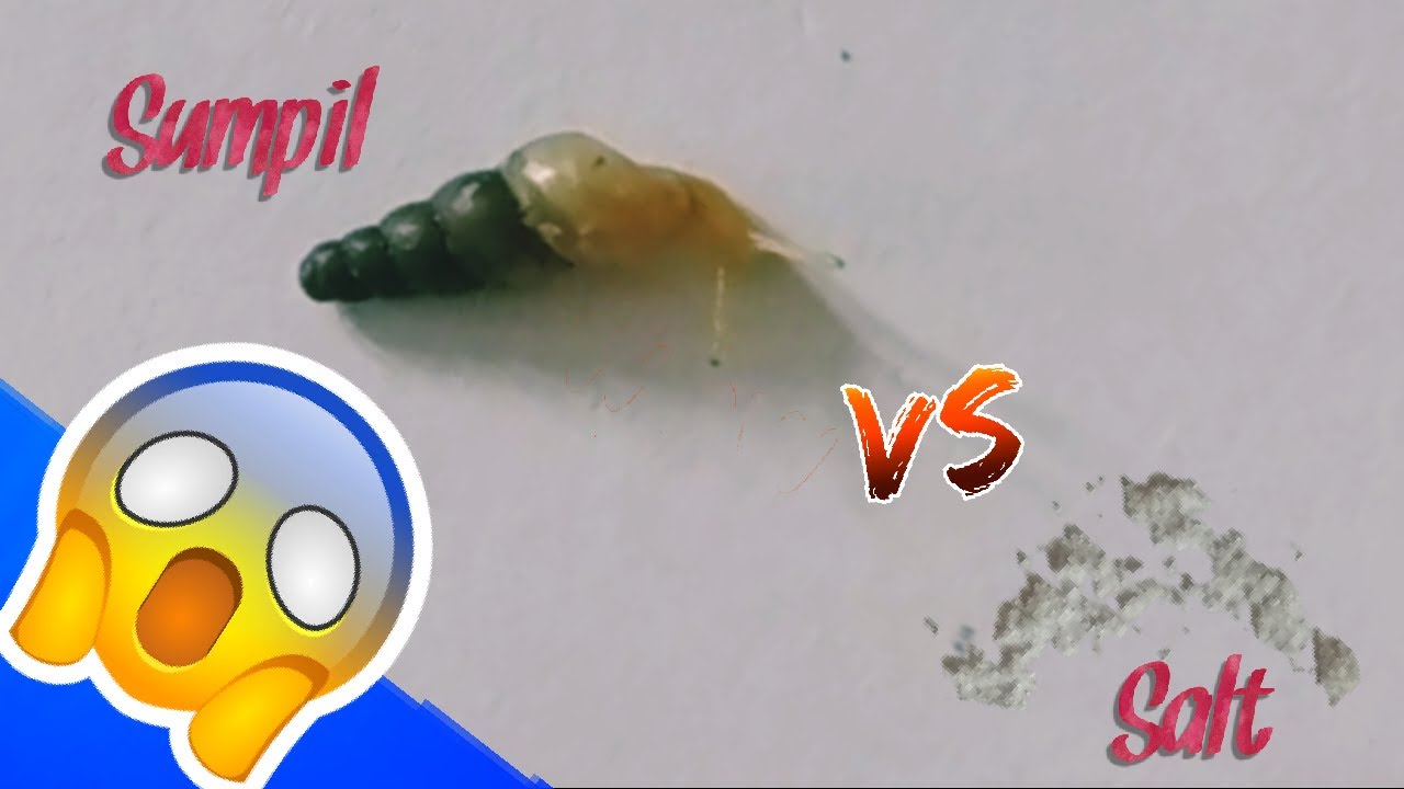 Beta Experiment| Sumpil vs Salt - YouTube