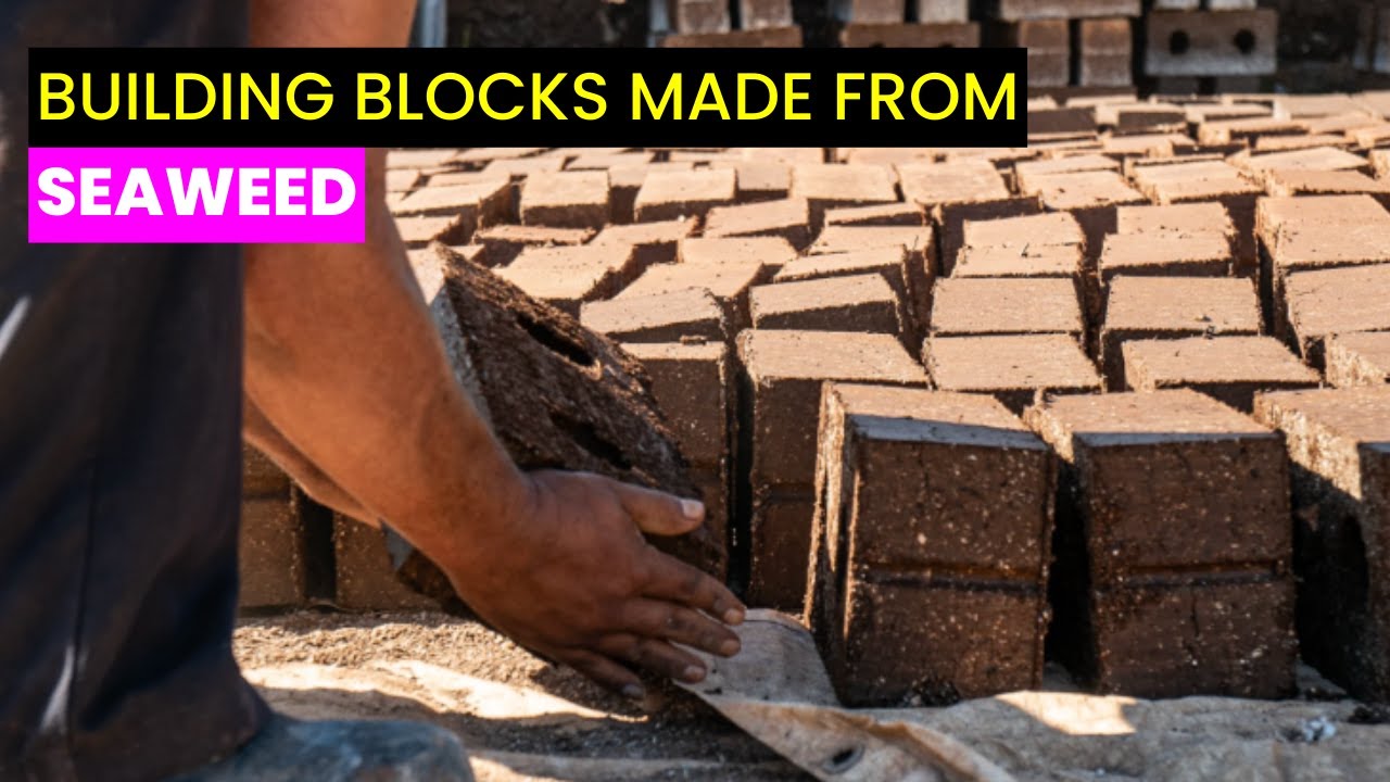 Mexican Gardener Turns Seaweed into Building Material | Future ...