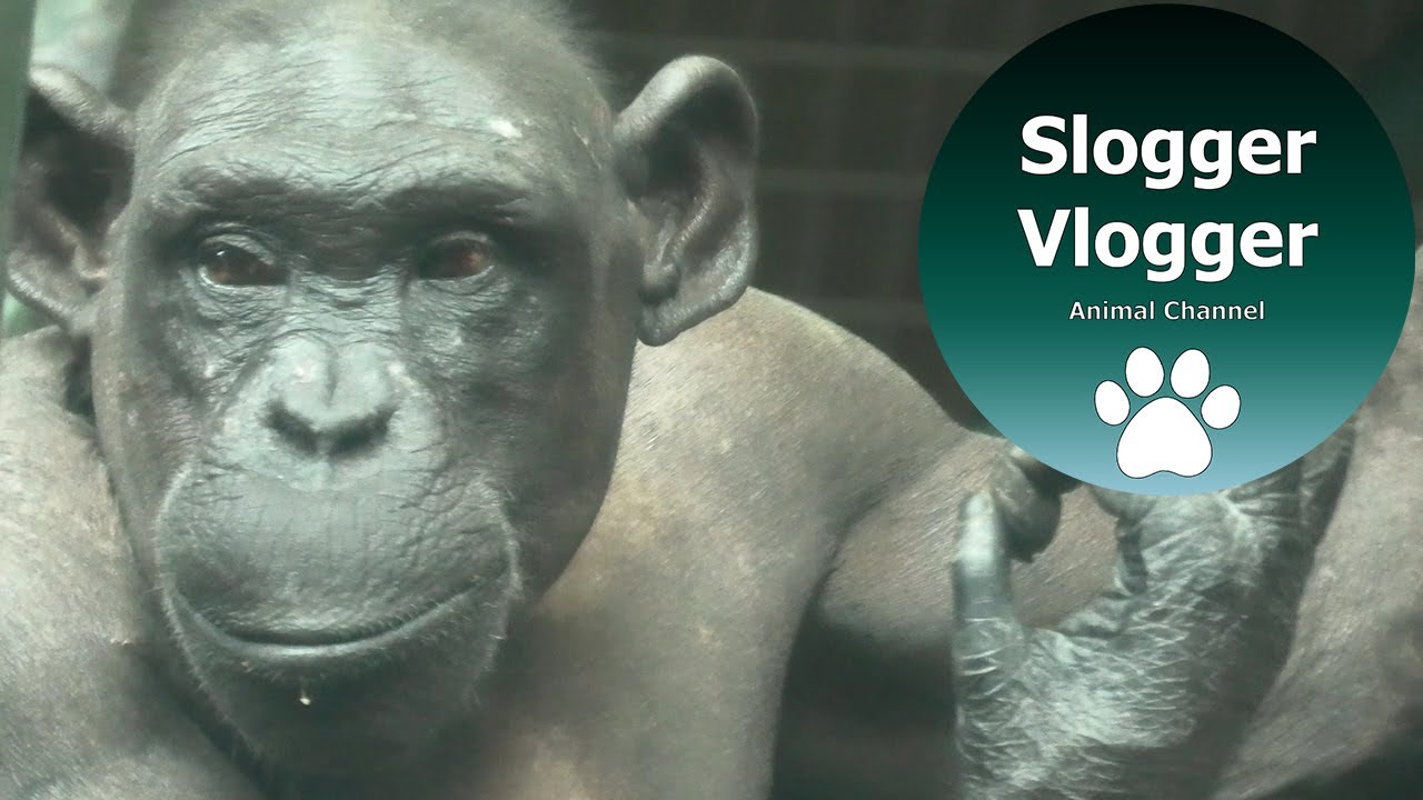 Hairless Baby Chimpanzee