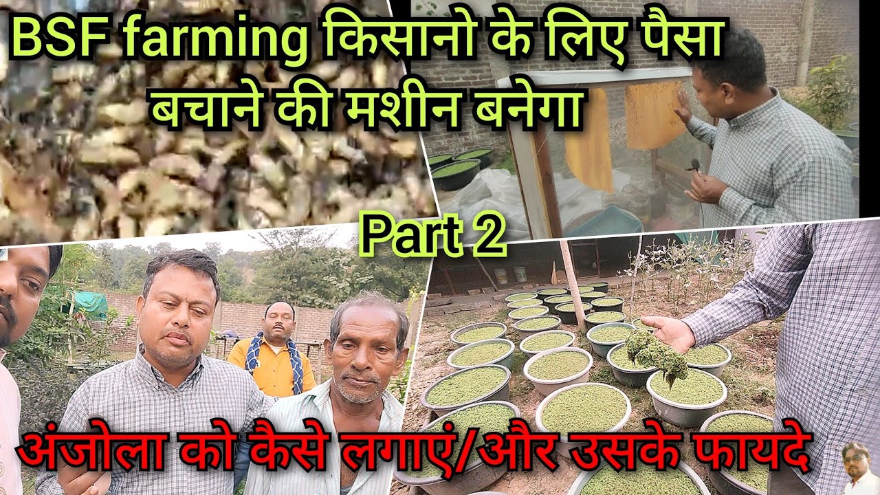 black soldier fly farming // #BSF+अंजोला, मुर्गी पालन, मछली पालन, का ...