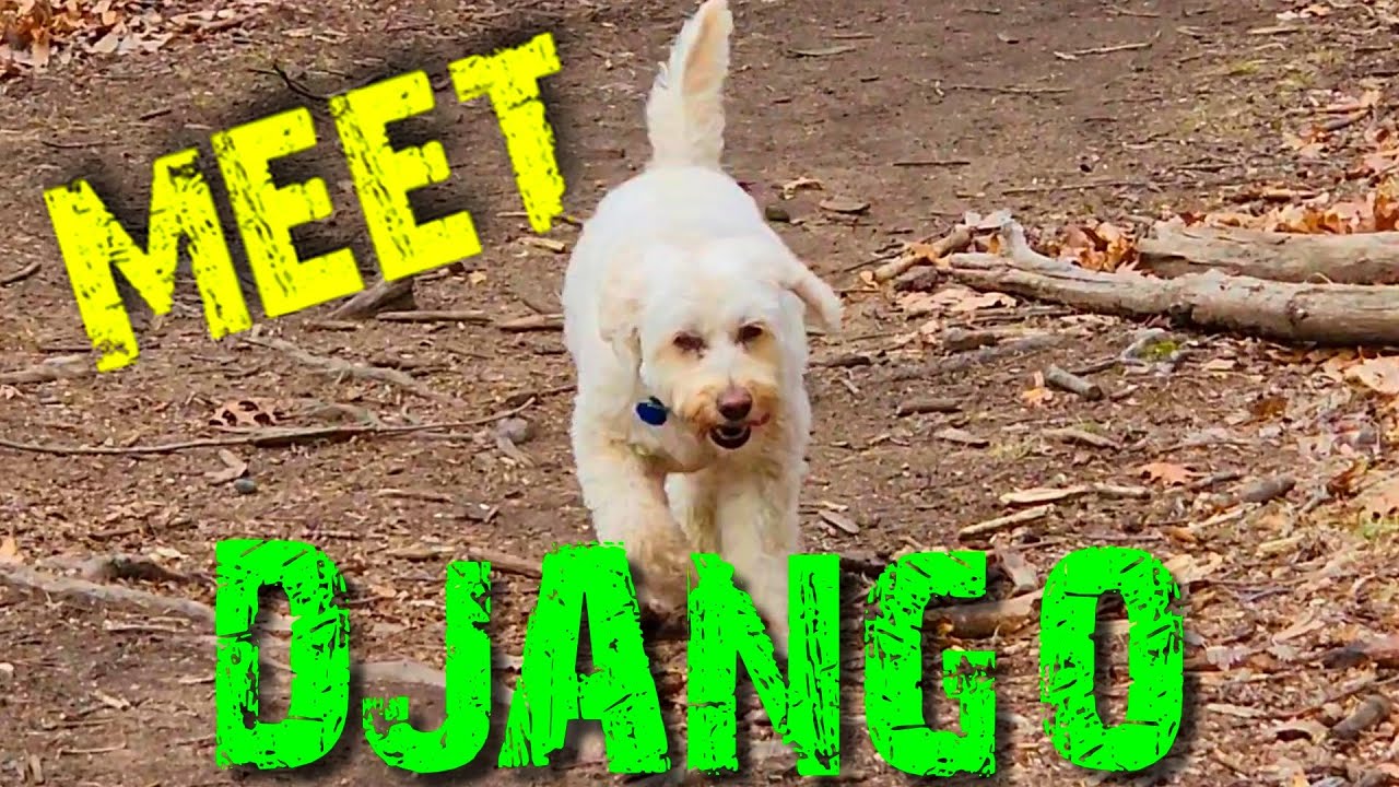 Meet Django | Dog Vlog | Nature of the Pack - YouTube