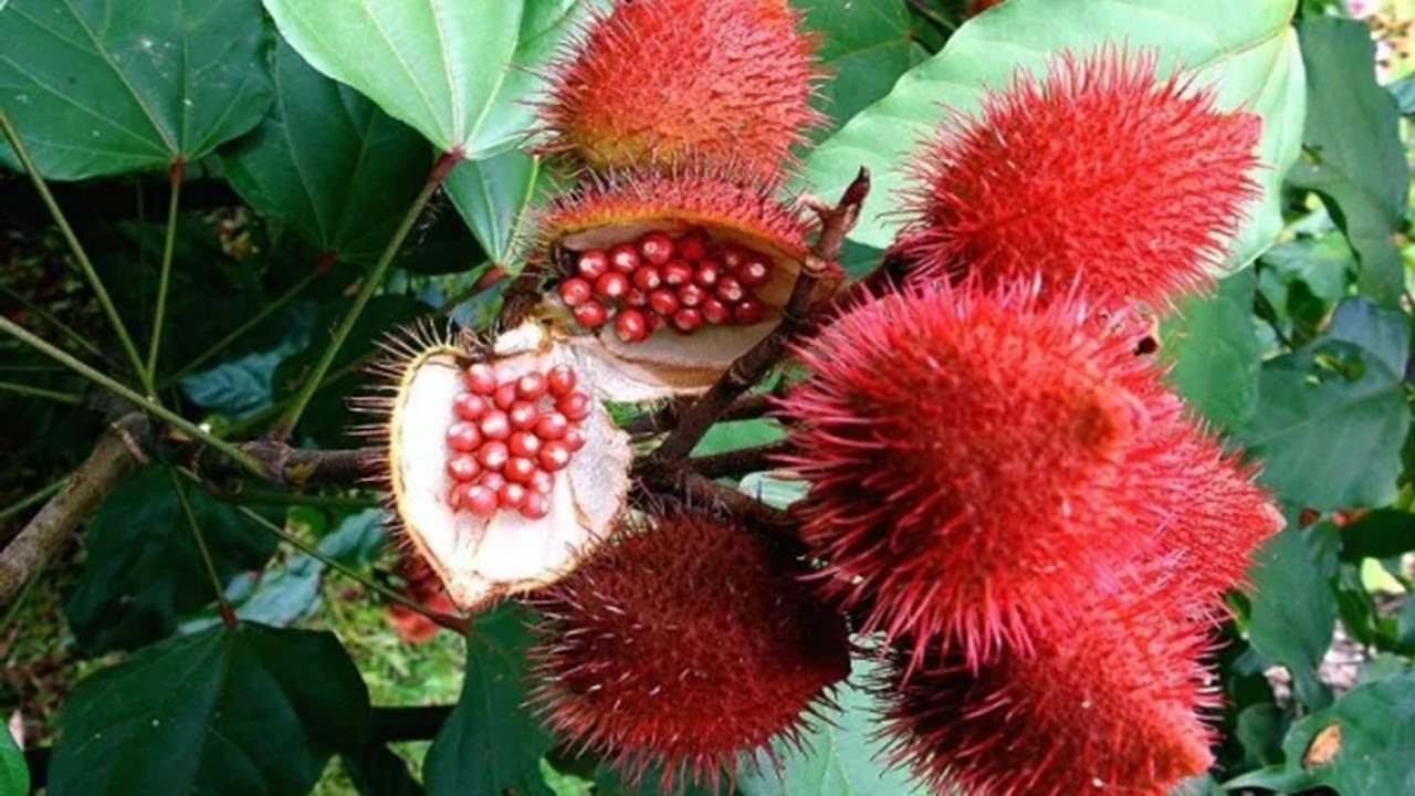 COMO GERMINAR SEMENTE DE URUCUM (COLORAU) - YouTube