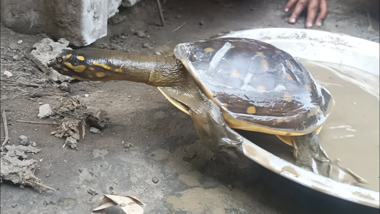🐢 कछुआ 🐢 खाना कैसे खाता हैं | Turtle Feeding | Turtle Plays #turtle #कछुआ - YouTube