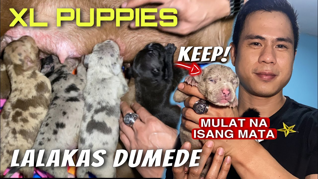 GANITO DUMEDE ANG MGA HIGANTENG PUPPIES • MULAT NA ISANG MATA • XL ...