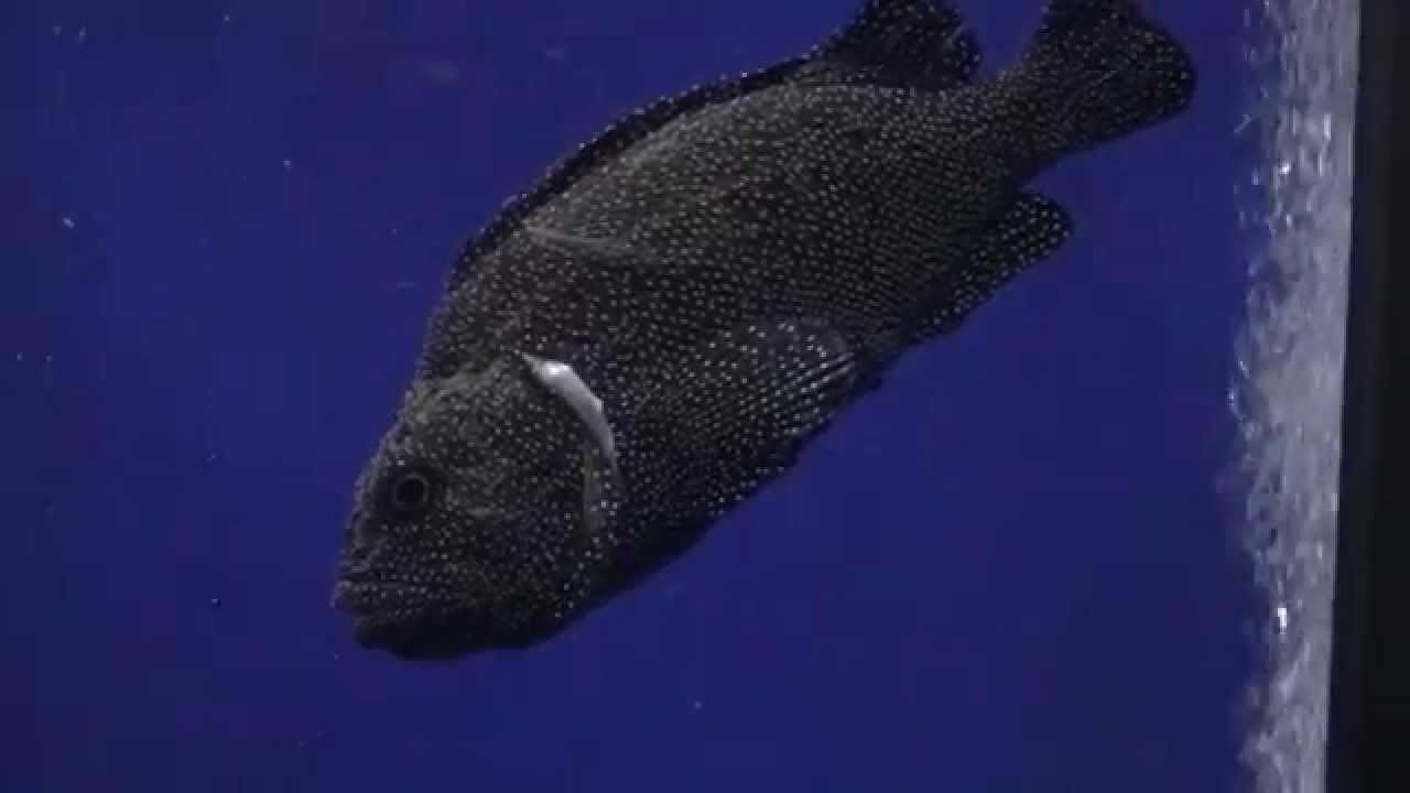 ゴマソイ（胡麻曹以） Sebastes nivosus - YouTube