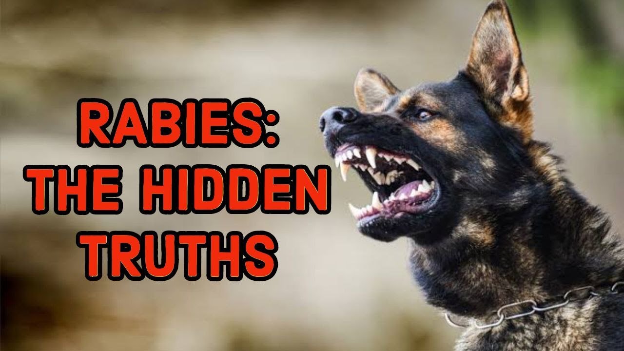 THE DEADLY TRUTH ABOUT RABIES: WHAT YOU NEED TO KNOW - YouTube
