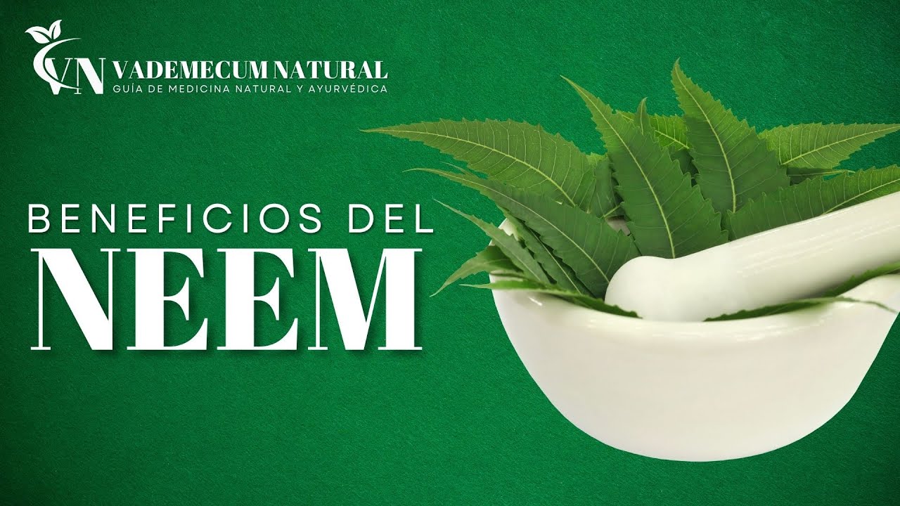 Neem - Bondades y Beneficios - YouTube