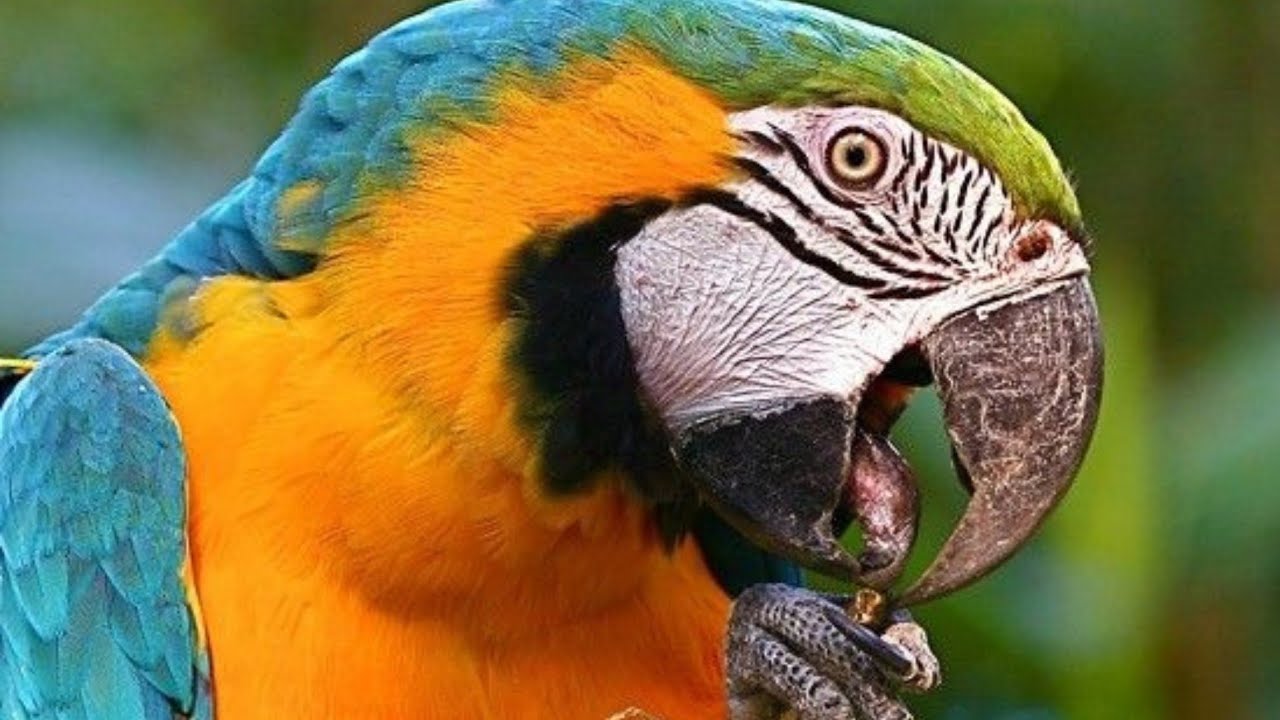 6 Most Beautiful Parrots on Planet Earth - YouTube
