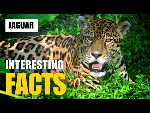 Exploring the Fascinating World of Jaguar| Interesting Facts | The Beast World