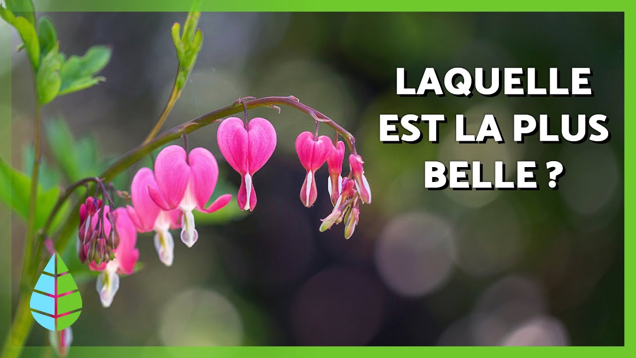 TOP 10 des plus BELLES FLEURS du monde 🌹🌺 | Noms et caractéristiques ...