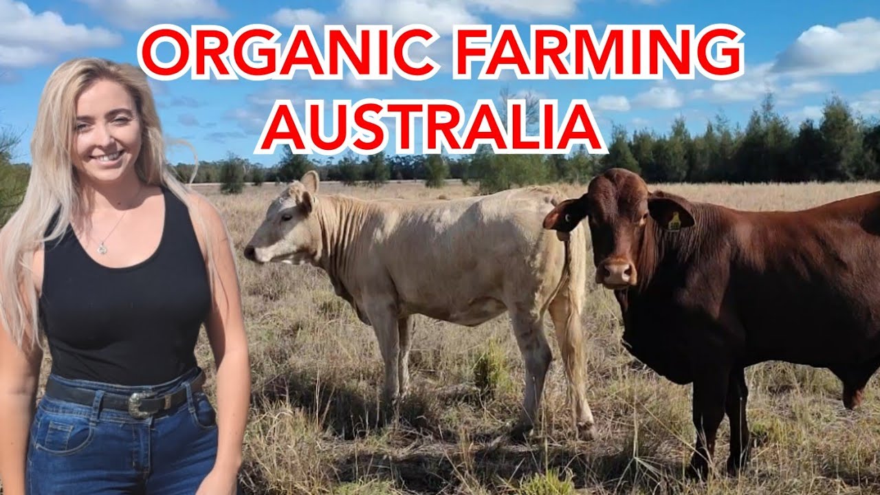 ORGANIC SHEEP + CATTLE FARMING IN AUSTRALIA | Farming Life at La Forge ...