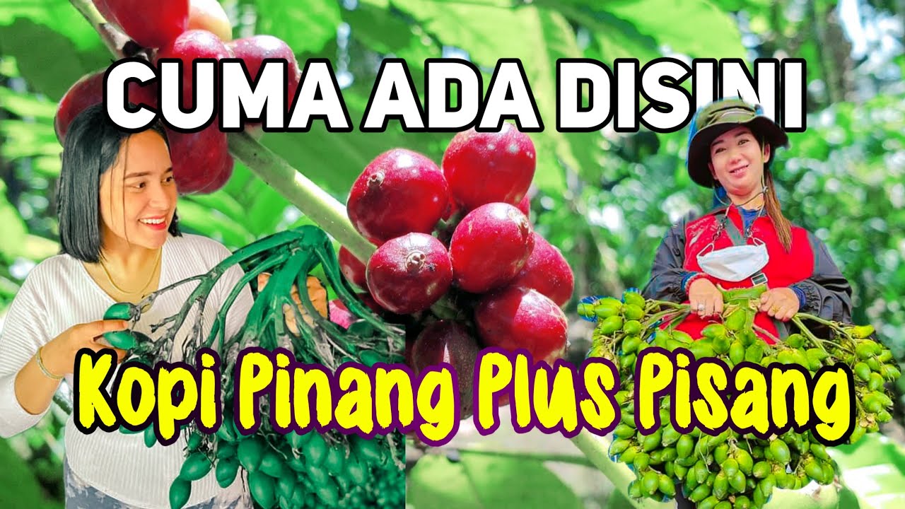 KONSEP TUMPANG SARI KEBUN PINANG Bersama @MNurMiftahudin - YouTube