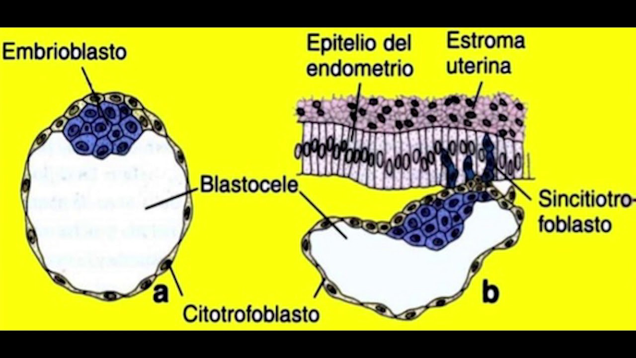 La Placenta- Embriologia 2020 - YouTube