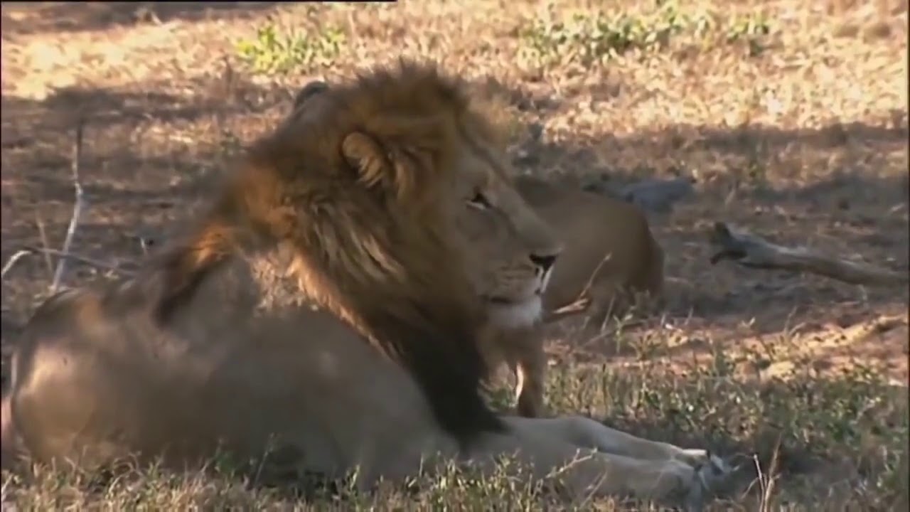 Lion documentary BEST! - YouTube