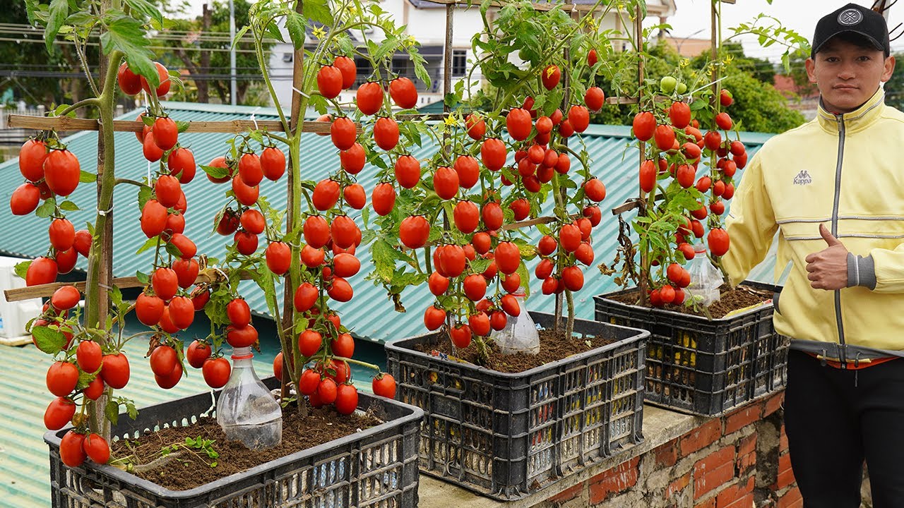 Growing Tomatoes This Way Has A Beautiful Balcony And Tomatoes To Eat ...