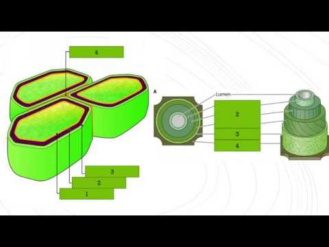 A1 Cell Wall Structure - YouTube