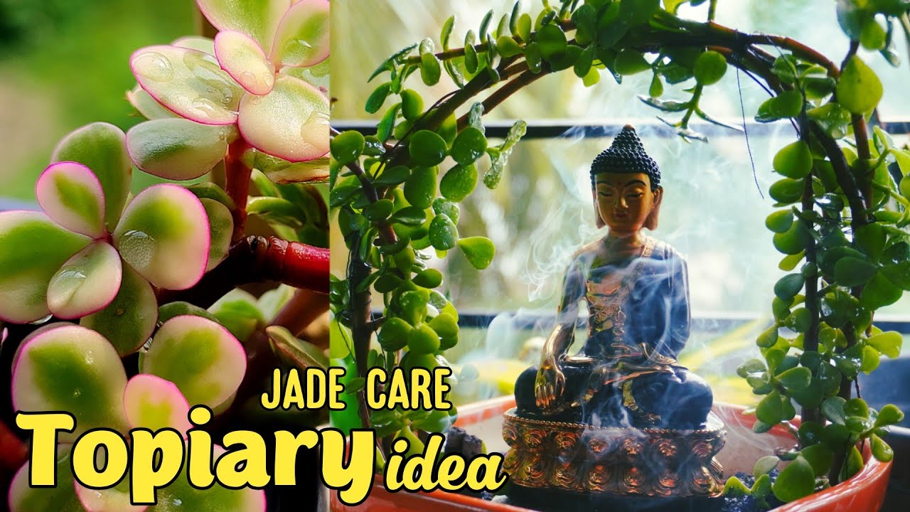 Jade Plant Topiary step by step /Lucky plant / make free plants by ...