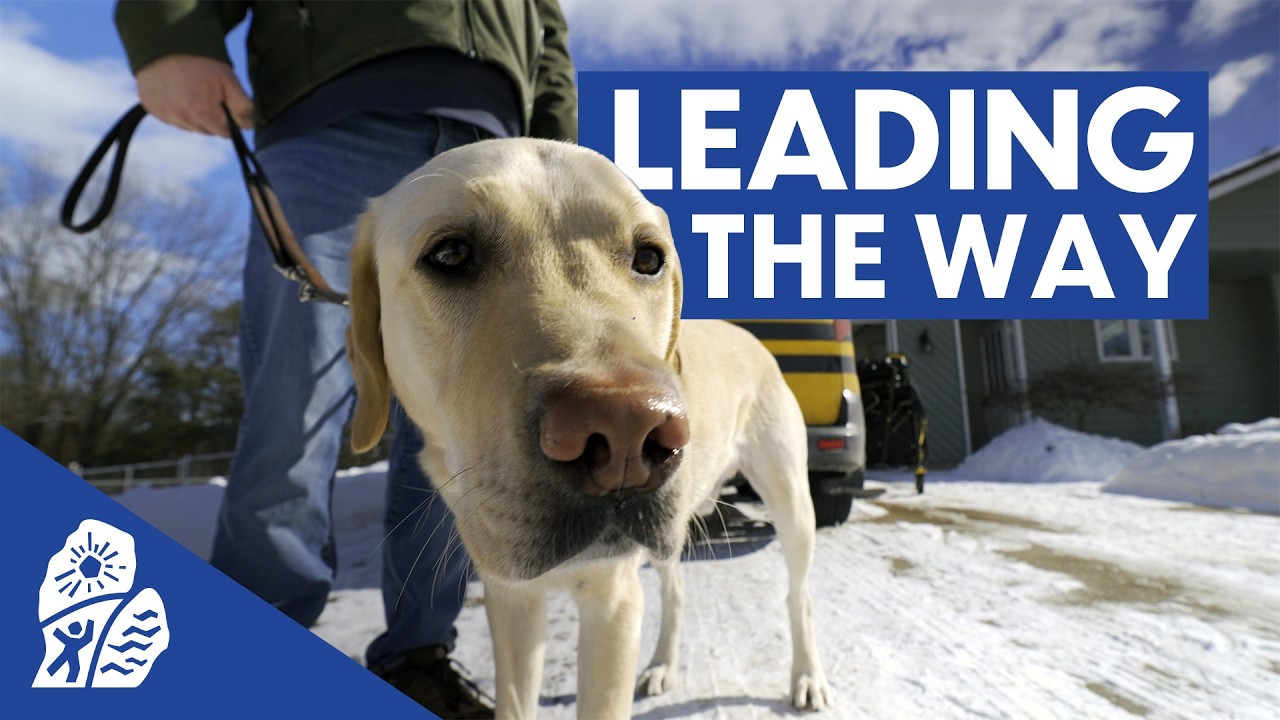 From Puppy to Partner: The Journey of a Leader Dog - YouTube