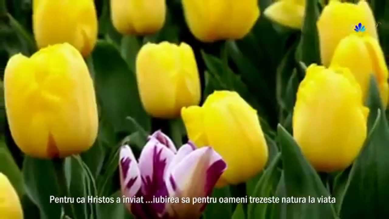 Happy Easter! Paste Fericit ! ( music Andre Rieu) - YouTube