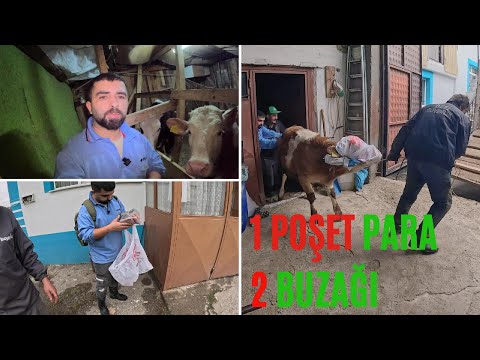 1 Poşet parayla 2 tane buzağı aldım/Afur yaptık/Sıfırdan hayvancılık/ Fabrikadan köye