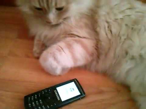 Батька звонит,кот в шоке - YouTube