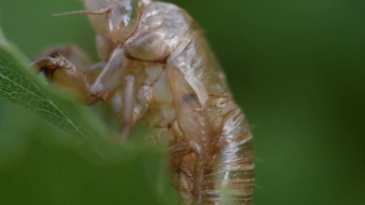 Insect Exoskeleton - YouTube