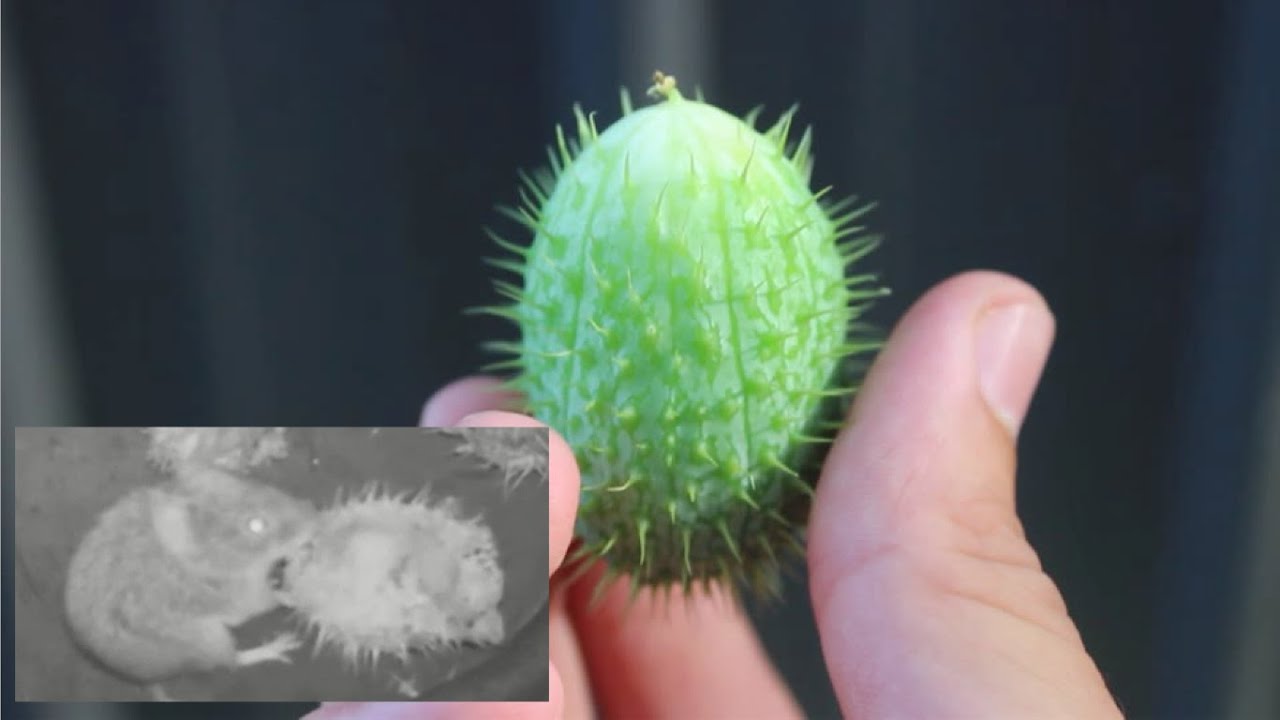The Wild Cucumber - How it became one of the 20 most invasive plants in ...