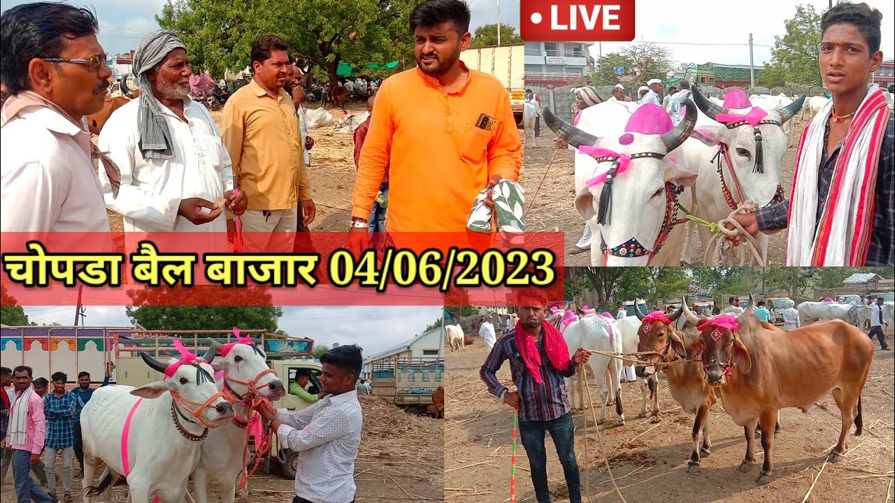 आजचा Live 🛑 चोपडा बैल बाजार 04/06/2023 रविवार || Chopda Bail Bajar # ...