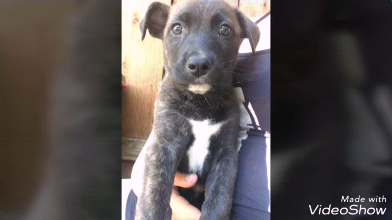 Puppy Chulo - YouTube