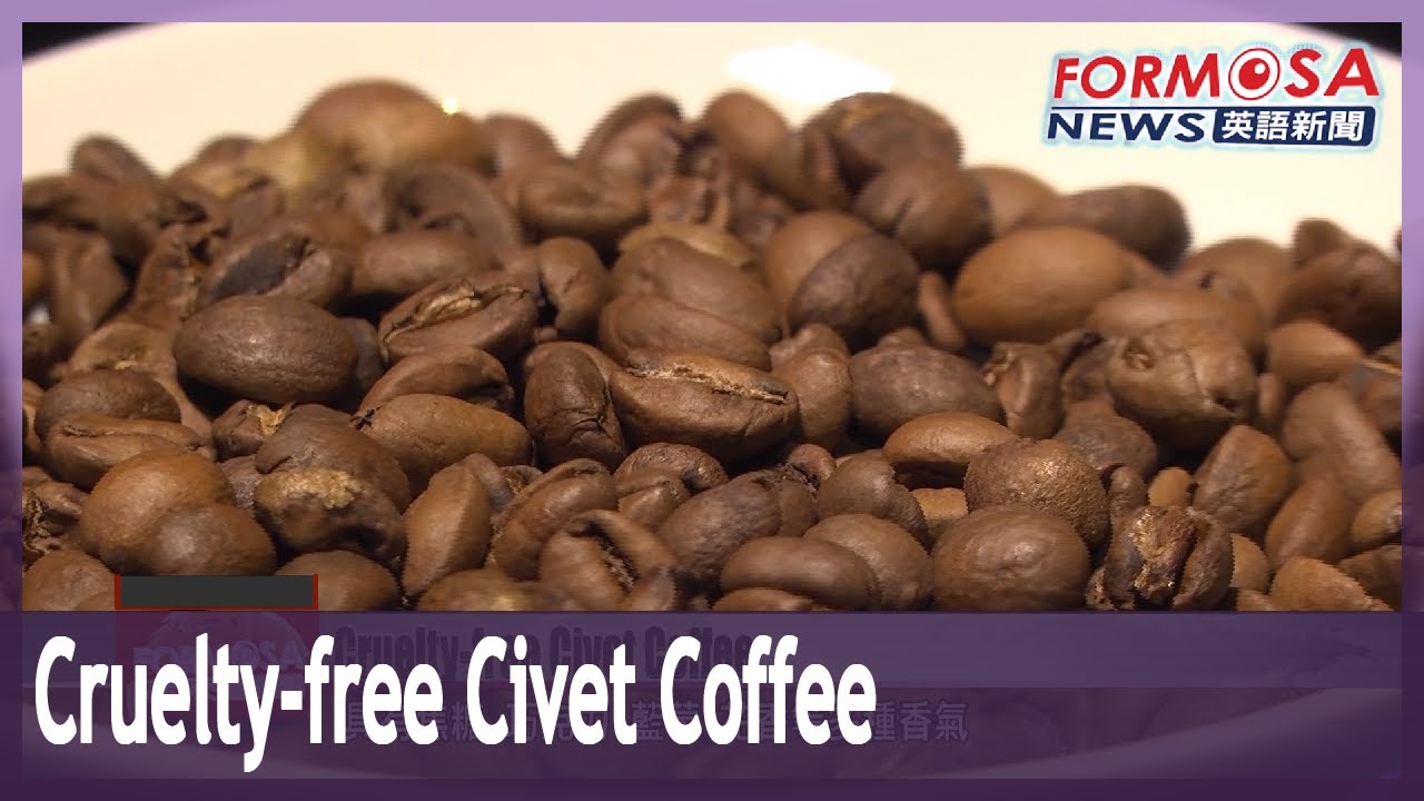 Taiwan produces hygienic, cruelty-free civet coffee with gut flora ...