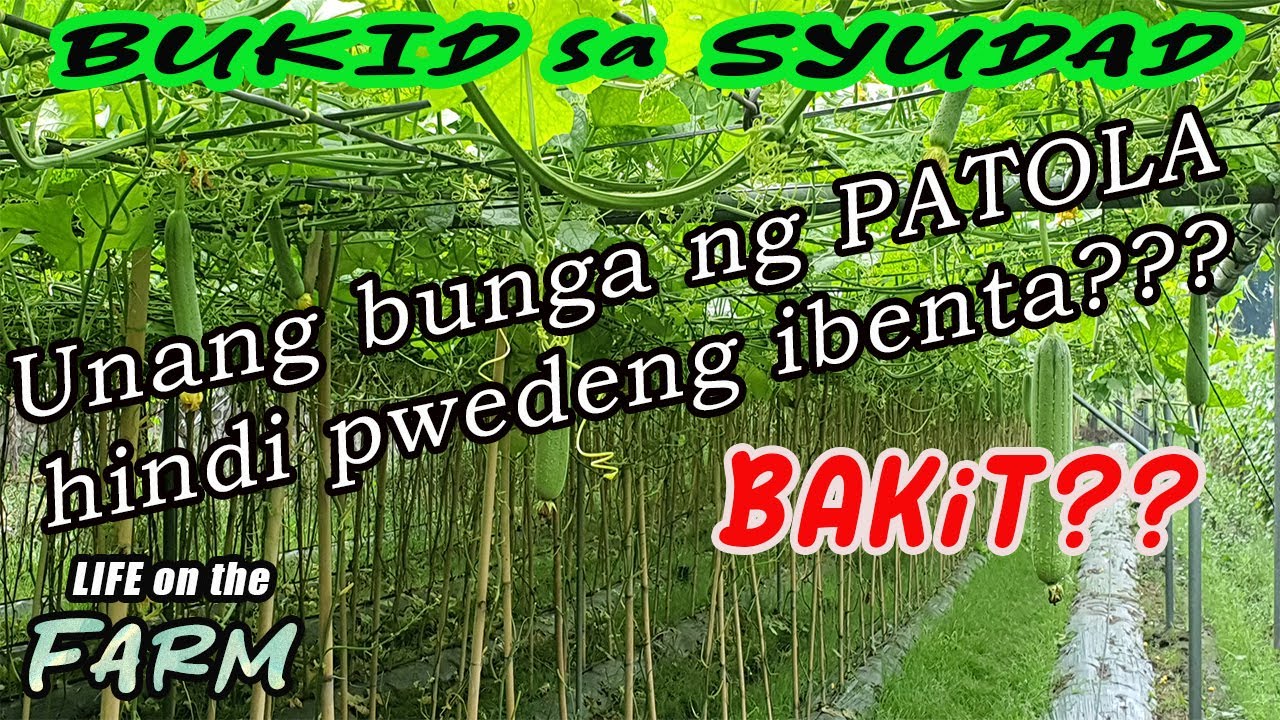 Unang bunga ng patola di muna pwede ibenta. balik gupit muna tayo - YouTube
