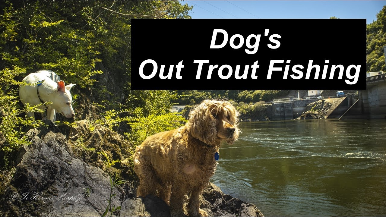 Me, the Dogs, Trout Fishing. Karapiro Dam - YouTube