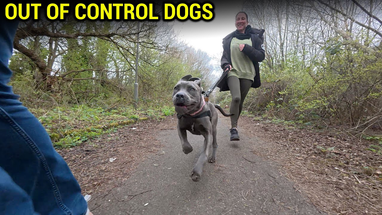Out of Control Dogs | Say Hi To Cali - YouTube