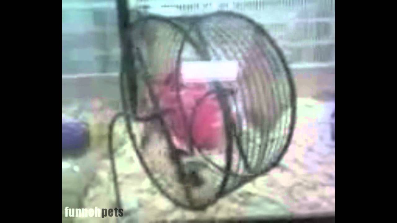 Rat Does 360 Spin On Wheel - YouTube