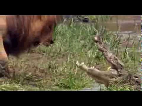 Lion Intimidates Crocodile