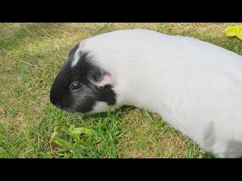 LIVE!🔴 Lunchtime Chill & 😎 Chat 🐹🐇🐦 - YouTube