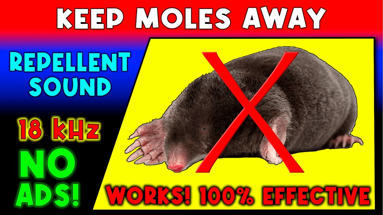 ANTI MOLES REPELLENT SOUND ⛔🦡 KEEP MOLES AWAY - ULTRASONIC SOUND - YouTube