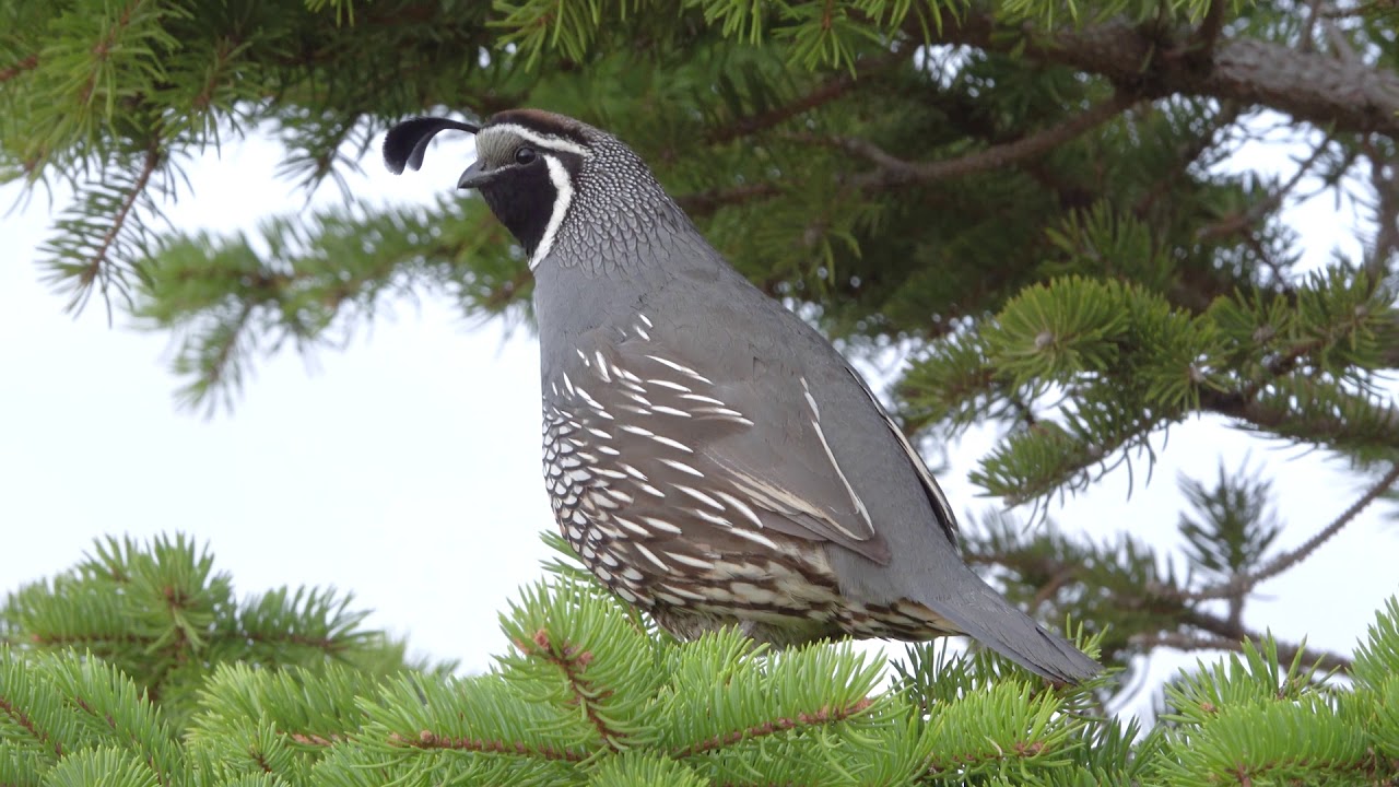 California Quail, Utah - YouTube