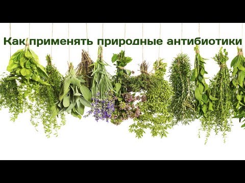 Как правильно применять природные антибиотики - YouTube