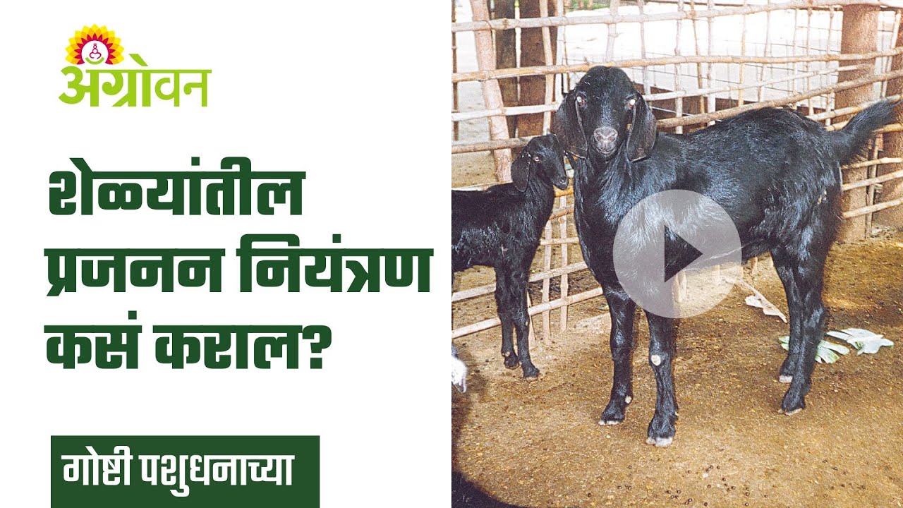 How do you control the breeding of goats? | Agrowon - YouTube