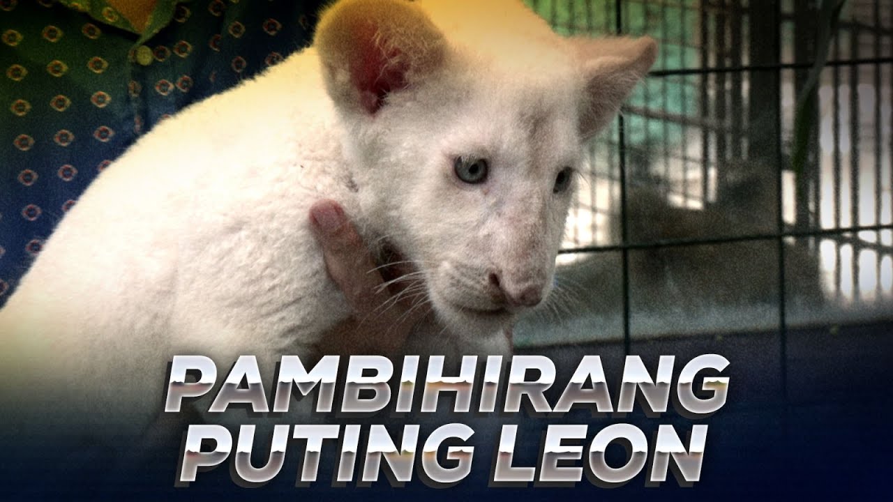 Balitang A2Z | PAMBIHIRA! MALABON ZOO, IPINAKILALA ANG CUTE NA RARE ...
