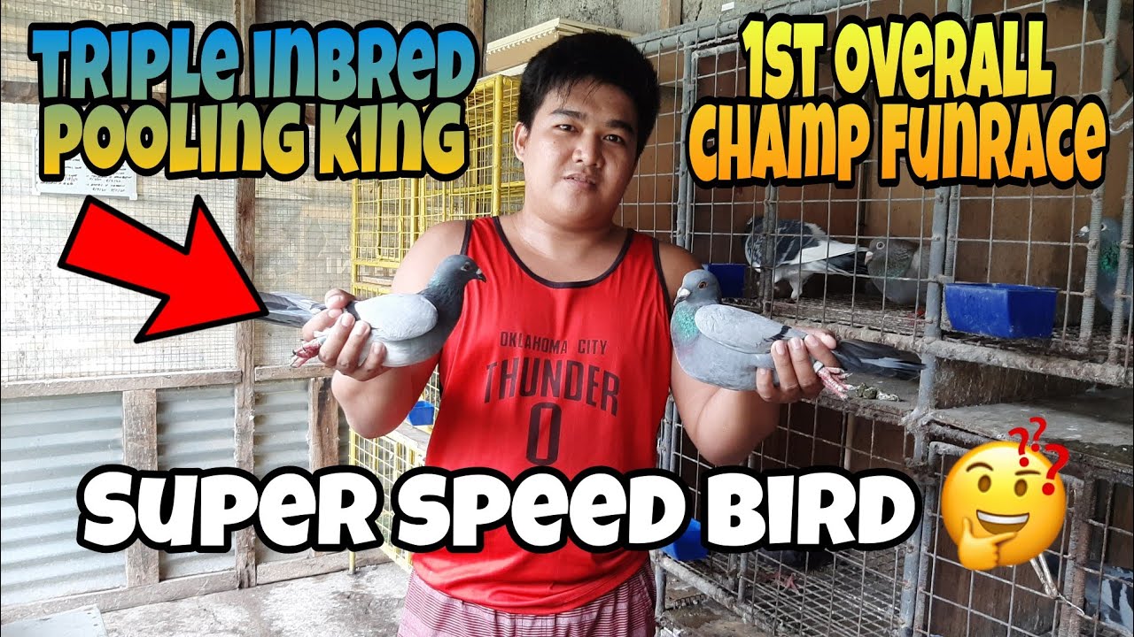 GAGAWA TAYO NG SUPER SPEED BIRD NA IBON 🤔😂 - YouTube
