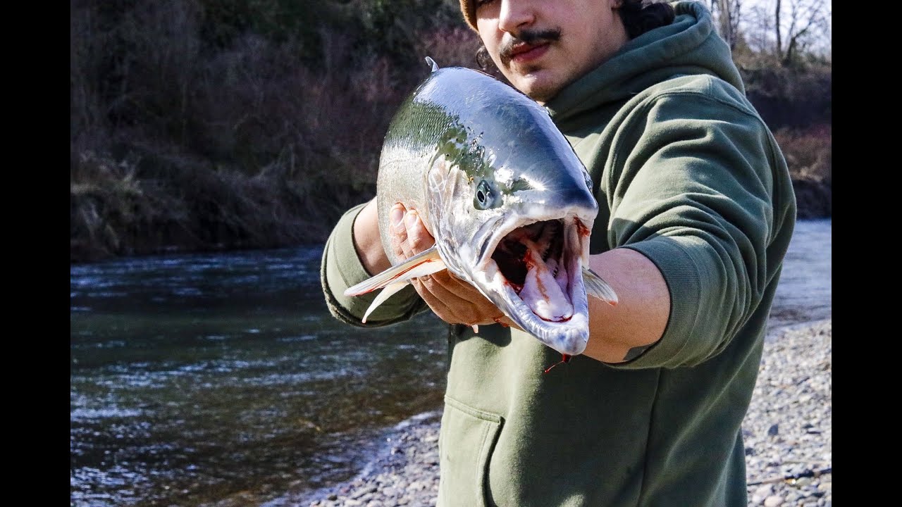 - WILD WINTER HEN - winter steelhead fishing western Washington - YouTube