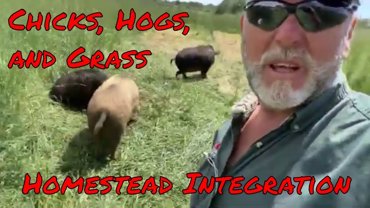 Chicks and Hogs: Integration on the homestead - YouTube