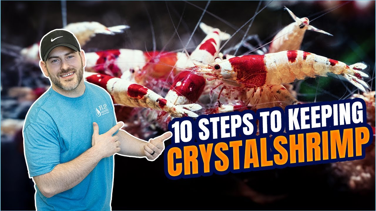 Crystal Shrimp | Tips, and Tricks to Keeping Crystal Shrimp - YouTube