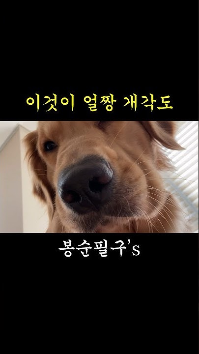 360도 잘 생긴 개 Youtube